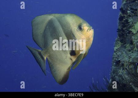Round-headed batfish (Platax orbicularis Stock Photo - Alamy