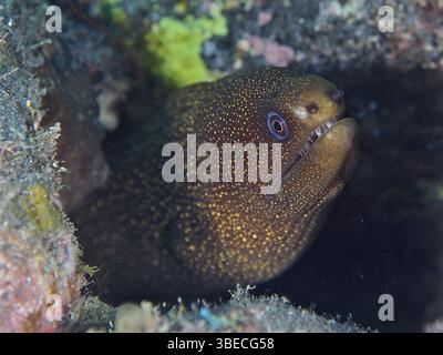 Golden-tailed moray eel (Gymnothorax miliaris Stock Photo - Alamy