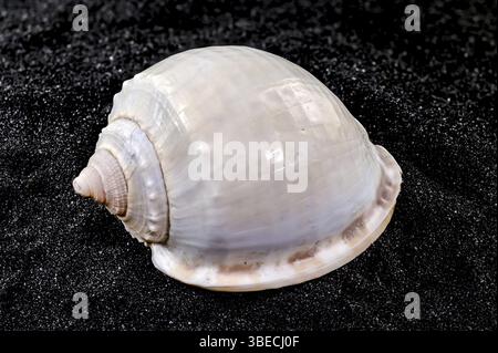 Close-up of Phalium glaucum sea shell on a black sand background ...