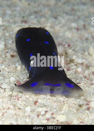 Blue dotted head slug (Chelidonura livida) on sand. Dive site House ...