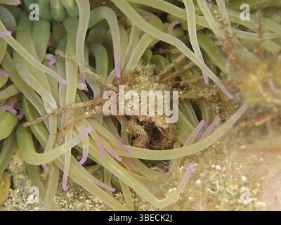Long-legged ghost crab (Macropodia sp Stock Photo - Alamy