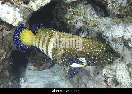 Peacock Grouper (Cephalopholis argus), Actinopterygii, Kaafu Atoll ...