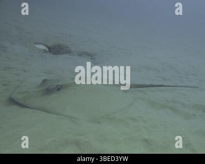 Dragon stingray (Jenkins' whipray Trygon jenkinsii Himantura jenkinsii ...