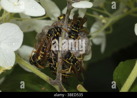 French field wasp (Polistes dominula Stock Photo - Alamy