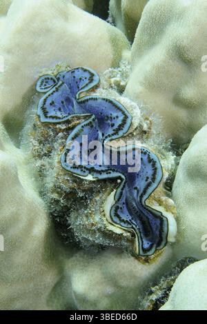 Common giant clam (Maxima clam Stock Photo - Alamy