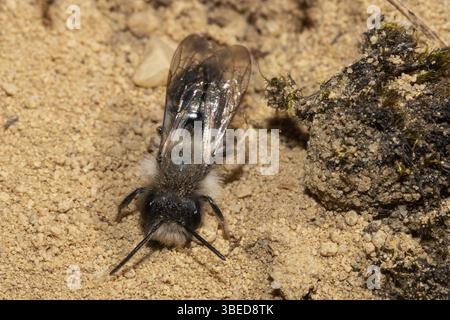 Willow sand bee (Andrena vaga Stock Photo - Alamy