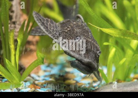 Aquarium Fish Bushymouth catfish (Ancistrus dolichopterus Stock Photo ...