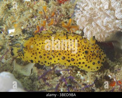 Dark spotted doris (Doris sp Stock Photo - Alamy