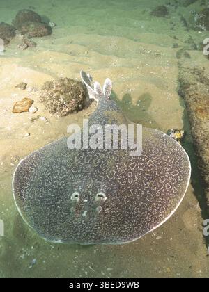 Variable electric ray (Gulf torpedo sinuspersici Stock Photo - Alamy