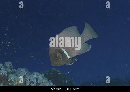 Red grouper (Aethaloperca rogaa Stock Photo - Alamy