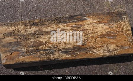 Breeding systems of the letterpress printer (Ips typographus Stock ...