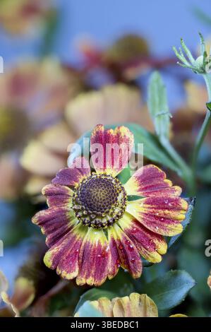 Sunflower, Helenium hybrid, inflorescence (Helenium, Flores Stock Photo ...