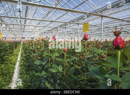 large industrial greenhouse with Dutch roses, the overall plan Stock ...