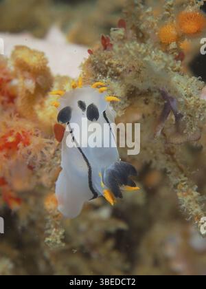 A Crowned nudibranch (Polycera capensis) underwater on the reef with ...