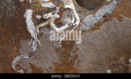Reticulated seaweed (Conopeum reticulum Stock Photo - Alamy