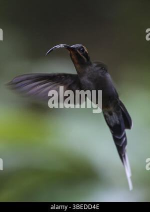Long-billed Shadow Hummingbird (Phaethornis longirostris), Hummingbird ...