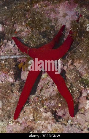 Orange-coloured starfish (Hacelia attenuata Stock Photo - Alamy