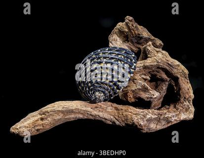 A close-up photograph of a Neritodryas cornea shell resting on driftwood. Ideal for nature and ...