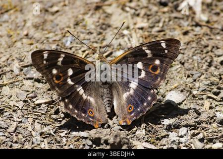 Lesser purple emperor (Apatura lilia Stock Photo - Alamy