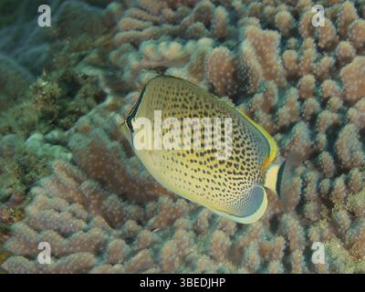 Spotted butterflyfish (Chaetodon guttatissimus Stock Photo - Alamy