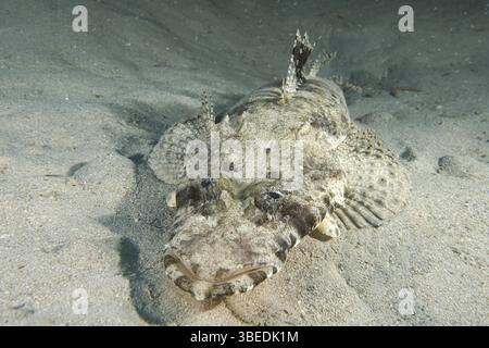 Carpet crocodile fish (Papilloculiceps longiceps Stock Photo - Alamy