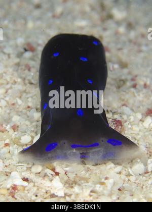 Blue dotted head slug (Chelidonura livida) on sand. Dive site House ...