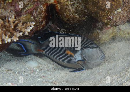Red sea clown surgeon (Acanthurus sohal) at night in the red reef. Dive ...
