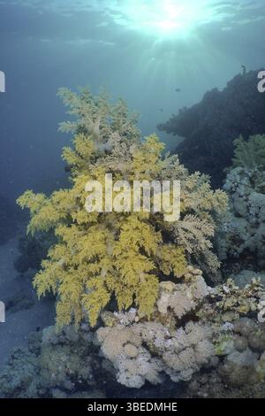 Broccoli tree (Litophyton arboreum Stock Photo - Alamy