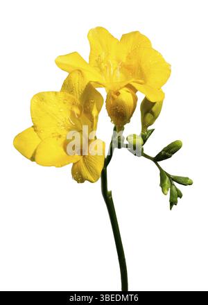 Yellow freesia flower, isolated on white Stock Photo - Alamy