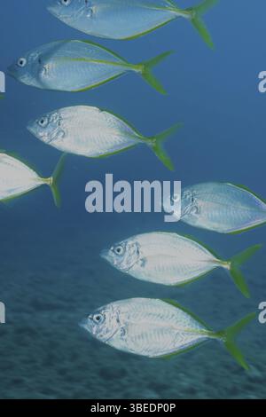 Yellowfin trevally (Pseudocaranx dentex Stock Photo - Alamy