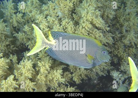 Spotted rabbitfish (Siganus stellatus laqueus Stock Photo - Alamy