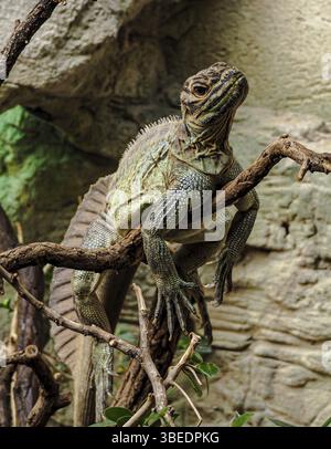Philippine sailfin lizard (Hydrosaurus pustulatus), crested lizard ...