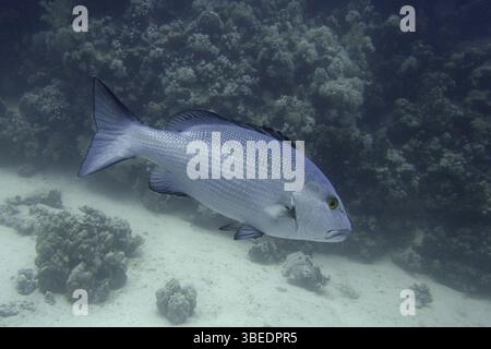 Double-spotted snapper (Lutjanus bohar Stock Photo - Alamy
