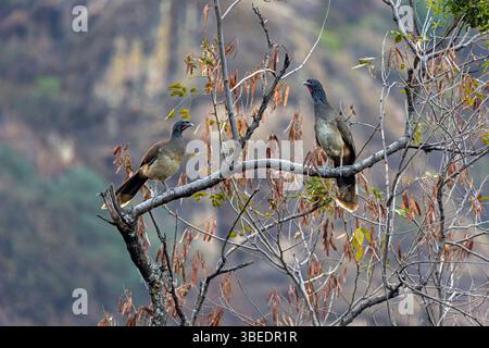 Chachalaca Birds at El Tepozteco Mountains. Amatlán, Morelos, Mexico ...