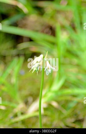 Seasonal wild flowers at the Kas Plateau Reserved Forest, also known as ...