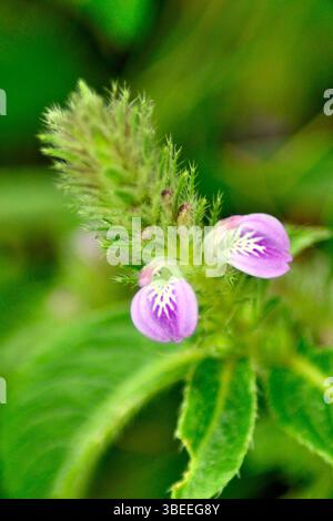 Seasonal wild flowers at the Kas Plateau Reserved Forest, also known as ...