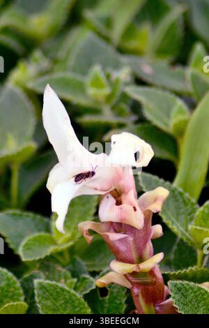 Seasonal wild flowers at the Kas Plateau Reserved Forest, also known as ...