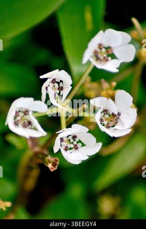 Seasonal wild flowers at the Kas Plateau Reserved Forest, also known as ...