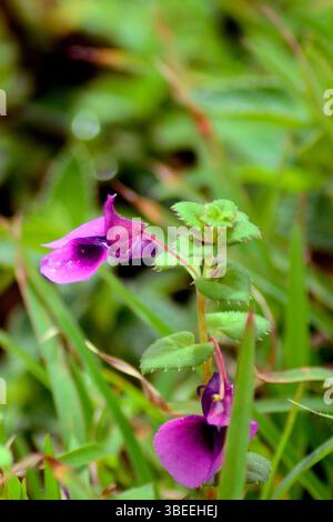 Seasonal wild flowers at the Kas Plateau Reserved Forest, also known as ...