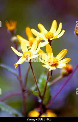 Seasonal wild flowers at the Kas Plateau Reserved Forest, also known as ...
