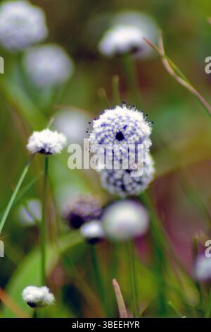 Seasonal wild flowers at the Kas Plateau Reserved Forest, also known as ...
