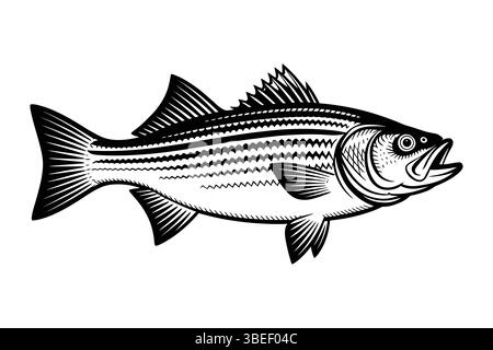 Striped Bass Vector Stock Vector Image & Art - Alamy