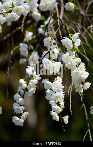 Yoshinoyama, Nara, Japan in spring season Stock Photo - Alamy