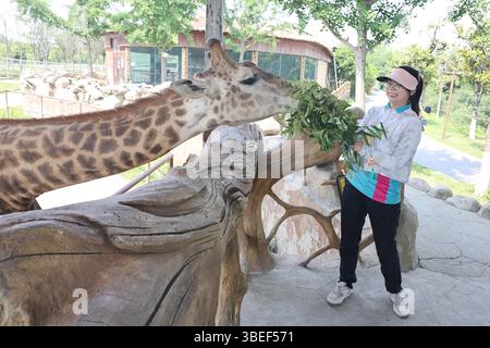 Animals enjoy food for Dragon Boat Festival at a zoo in Nantong City ...