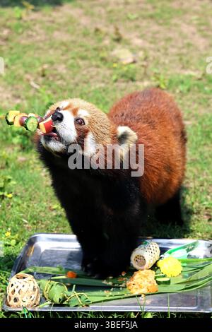 Animals enjoy food for Dragon Boat Festival at a zoo in Nantong City ...