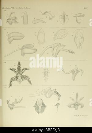 Johannes Jacobus Smith's 'Nova Guinea' series features orchids such as ...