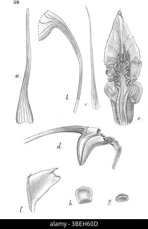 Exotic plant species featured in the Missouri Botanical Garden's Peter ...