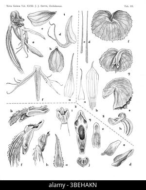 Botanical illustration of Vrydagzynea albostriata by Johannes Jacobus ...