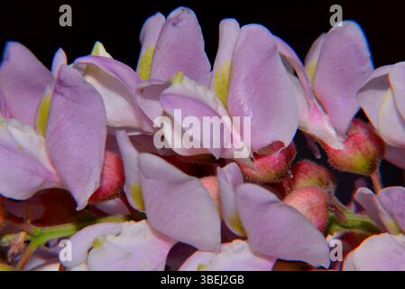 Clammy Locust (Robinia viscosa Stock Photo - Alamy