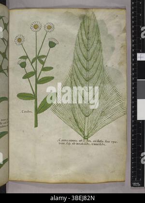 British Library Sloane 4016, folio 52r, is a mid-15th century ...